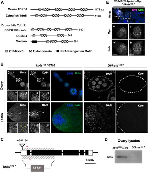 Frontiers The Tudor Domain Containing Protein Kotsubu Cg9925
