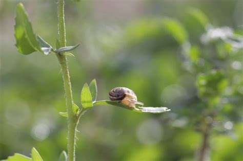 Snails Poop And Digestive System Explained