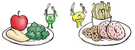 Balancing Hormones With Food And Exercise Ron Feltes