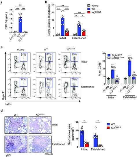 Cxcl5 Deletion Blunts Neu Recruitment In Immunogenic Kp Lung A