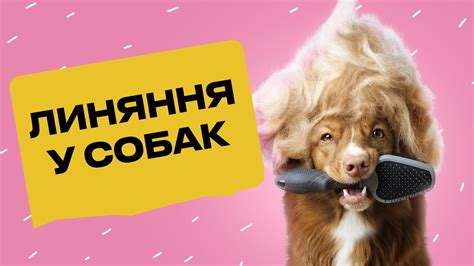 Линяння у собак та все, що варто про нього знати - YouTube