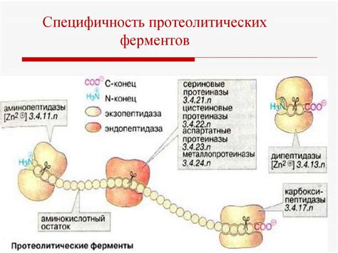 Ферменты в медицине презентация онлайн