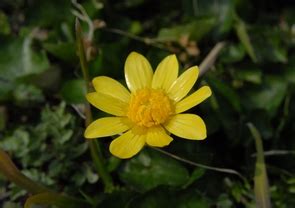 2月の花1ページ