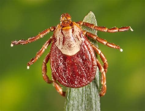 Tick Taxonomy Description Species And Facts Britannica