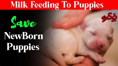 How Often Should Newborn Puppies Feed