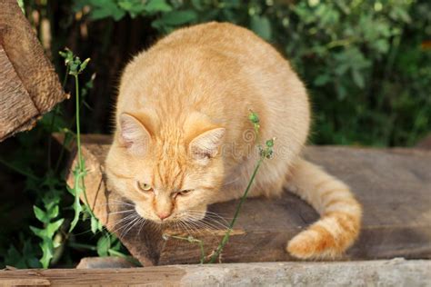 Cat In The Green Grass In Summer Beautiful Red Cat With Yellow Eyes