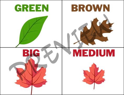 Fall Leaf Sorting And Graphing Activity By Rachel Doughty Tpt