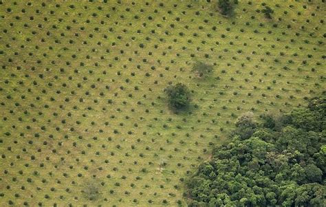 Deforestation Fronts Wwf
