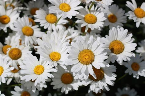 玛格丽特 花朵 植物 Pixabay上的免费照片 Pixabay