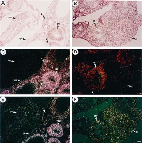 Figure 2 From Expression And Hormonal Regulation Of Transcription