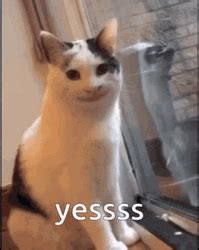 Cat Drooling Eyes While Gulp  500×597 Gulp