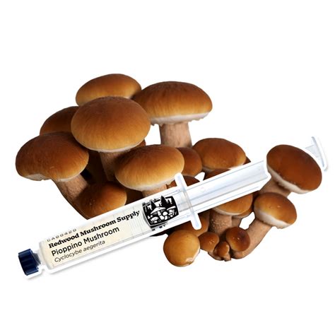 Redwood Mushroom Supply Lets Grow Mushrooms