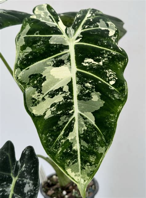 Alocasia Micholitziana Variegata 10 Plantae Orchids And Rare Plants