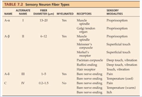 Neuro Anatomy Sensory Receptors And Pathways Lec Flashcards Quizlet