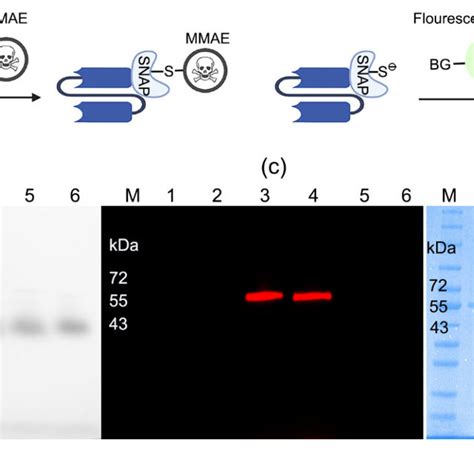 Conjugation Of Scfv Snap Fusion Proteins With Bg Modified Agents A