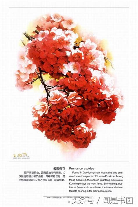 曾孝濂——《中國雲南百花圖》全集並帶花卉介紹 每日頭條