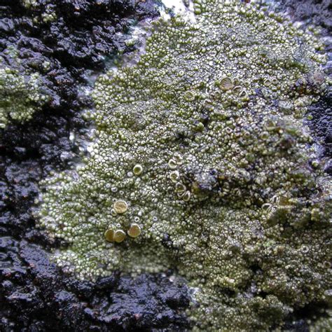 Lecanora Poliophaea