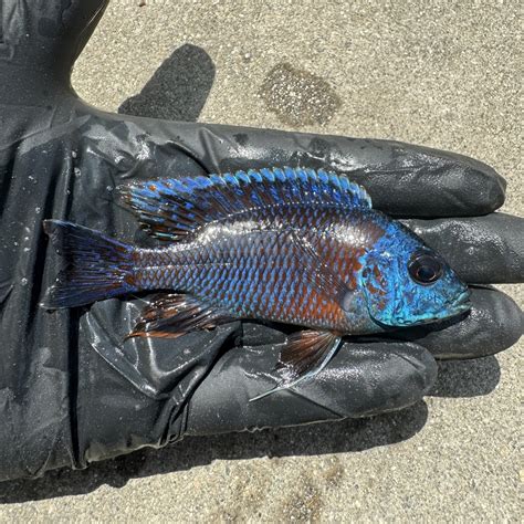 African Peacock Cichlids Cichlid Shire