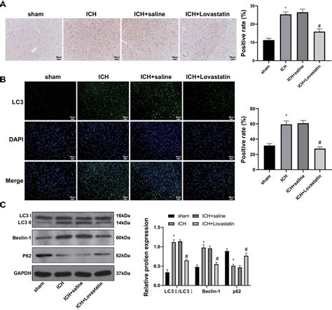 Lovastatin Suppresses Ich Induced Autophagy Level Note Rats Were