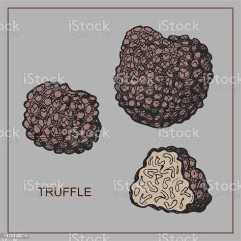 Truffle Truffle Mushroom Drawing Hand Drawn Mushrooms Design Element