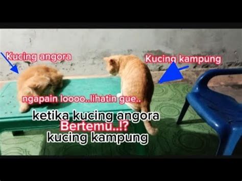 Kucing Angora Bertemu Kucing Kampung Berebut Makanan Ini Yang Terjadi