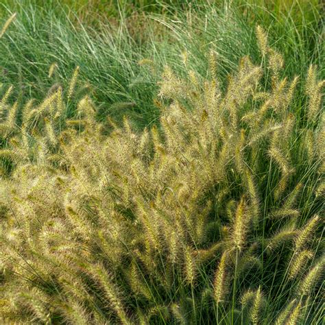 Hameln Fountain Grass Plant Detectives