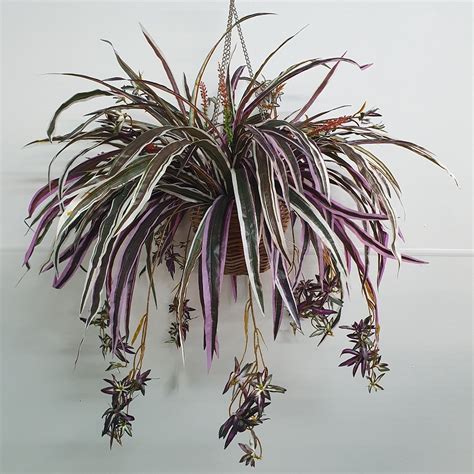 Artificial Spider Vine Purple Large In Cane Basket Silk Trees And Plants