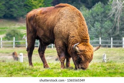 Full Body Bison Images Stock Photos Vectors Shutterstock