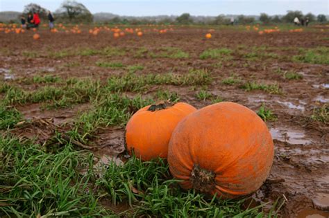 할로윈을 위해 판매 할 준비가 진흙 밭에서 성장하는 잘 익은 오렌지 호박호박 패치의 이미지 전경에 초점을 맞추고 0명에 대한 스톡 사진 및 기타 이미지 Istock