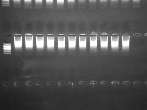 What Is The Most Accurate Tail Pcr Method Allows For Amplifying Genomic