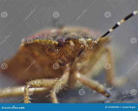 Shield Bug Uk Stock Image Image Of Alien Beetle 163494495