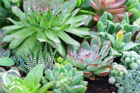 Articles Blog And Advice Platt Hill Nursery