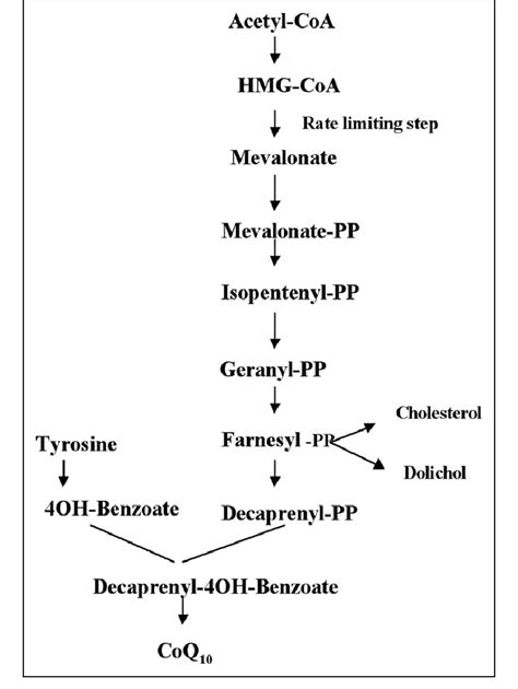 Metabolic Pathway For The Biosynthesis Of CoQ Abbreviations PP Download Scientific