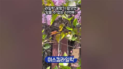 라일락 식물 다육식물 다육이 多肉植物 Succulents 엑스플랜트 가로수그늘아래서면 다육이키우기 Youtube
