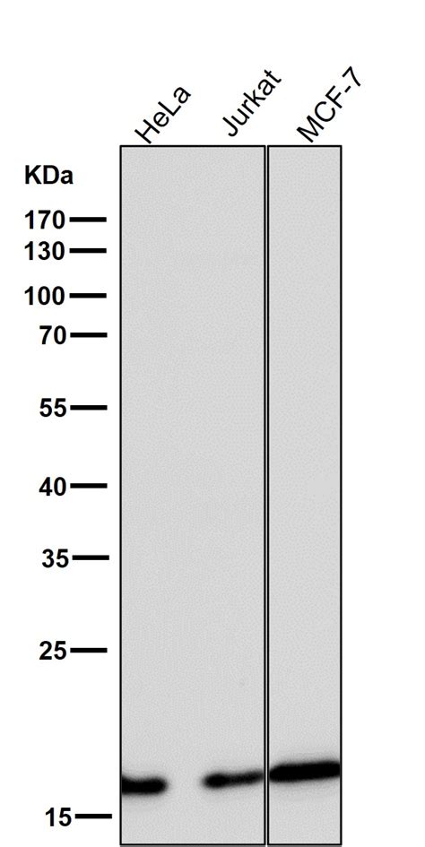 Eif5a1 Ab 上海埃必威生物技术有限公司