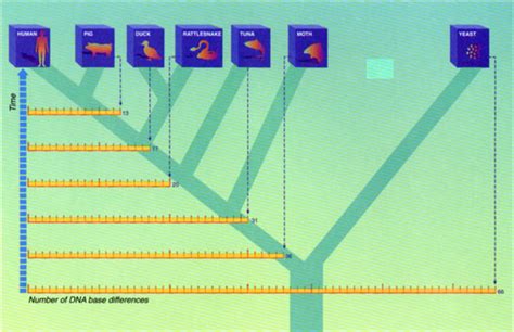 Taxonomic Nested Hierarchies Don T Support Darwinism — Transformed