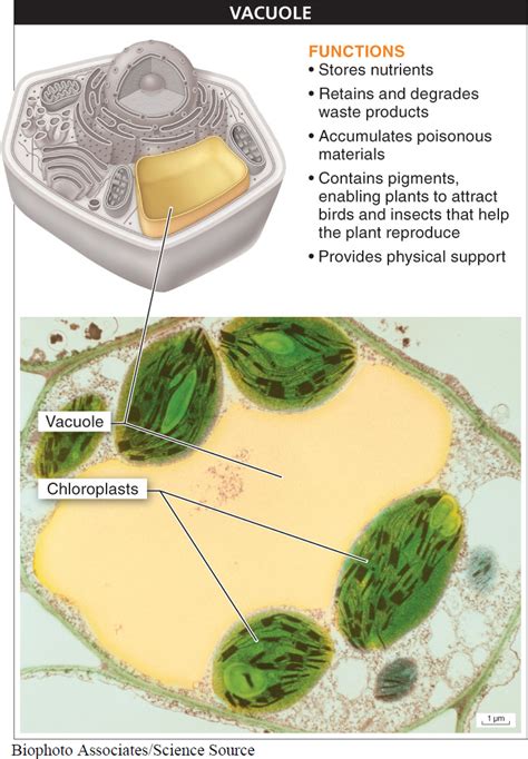 Vacuole Plant Cell