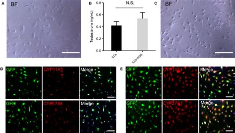 Post‐transplanted Ilcs Isolated From Implanted Matrigel Still Possessed