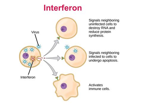 Global Interferons Market Set To Reach Usd 13 8 Billion By 2032 Driven