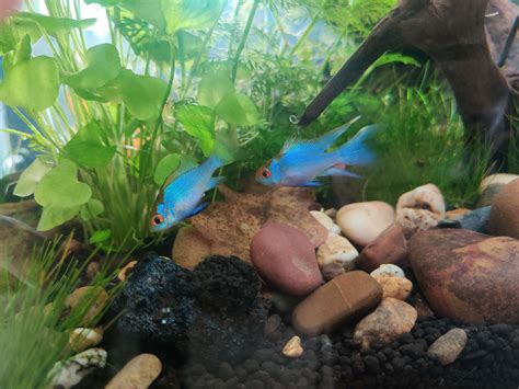 My Rams Have Paired Up R Aquariums