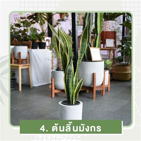 รวมลิสต์ต้นไม้ฟอกอากาศที่ต้องมี ปลูกในบ้านได้ บางชนิดเป็นไม้มงคลด้วย