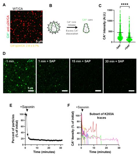 Fig S Additional Validation Of Ca Pseudoviruses A Cell Free Wt