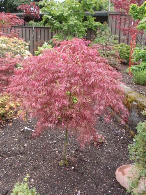 Acer Hana Matoi Japanese Maple Hello Hello Plants