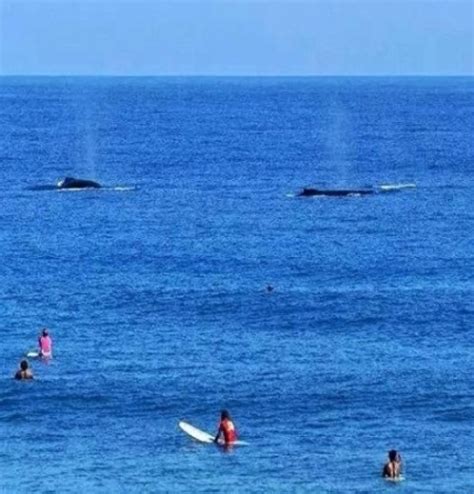 Dominikanische Republik Buckelwale Besuchen Surfer In Cabarete DomRep Total