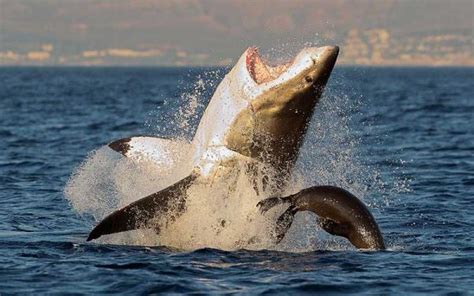 Tiburón blanco Características información y alimentación