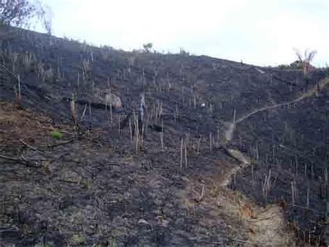 What Is Slash And Burn Farming Rainforest Saver
