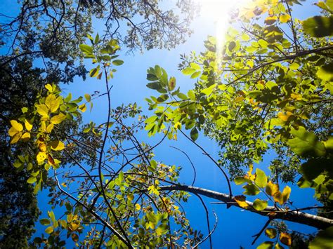 ‘cedar Fever Season Is Here Texas Standard