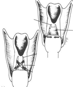 Intrinsic Laryngeal Muscles Flashcards Quizlet