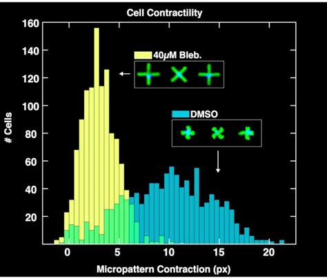 Simplified High Throughput Analysis Of Single Cell Contractility Using Micropatterned Elastomers