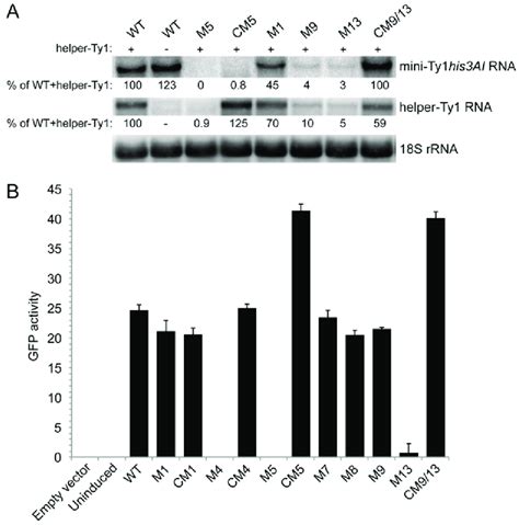 Levels Of Mini Ty1his3ai Rna Bearing Different Mutations And Helper Ty1
